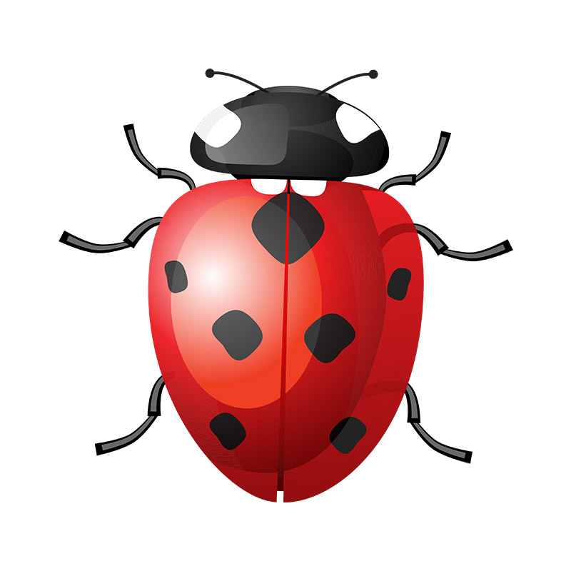 INSECT - Design Shop by AquaDigitizing