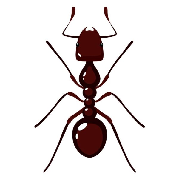 ISOLATED POISONOUS RED ANT VECTOR ART - Design Shop by AquaDigitizing