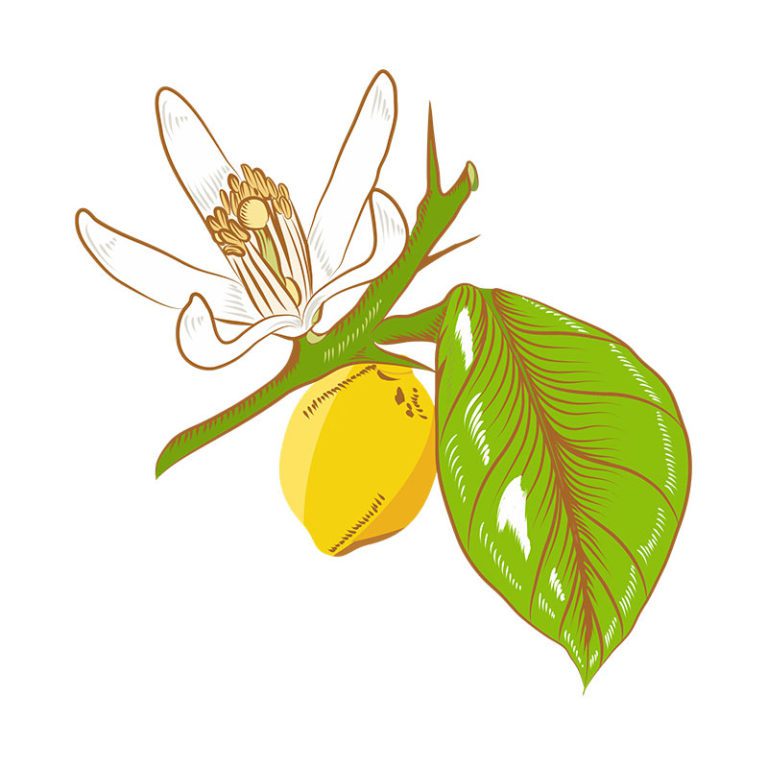 VERSATILE LEMON FLOWER PLANT VECTOR ART - Design Shop by AquaDigitizing
